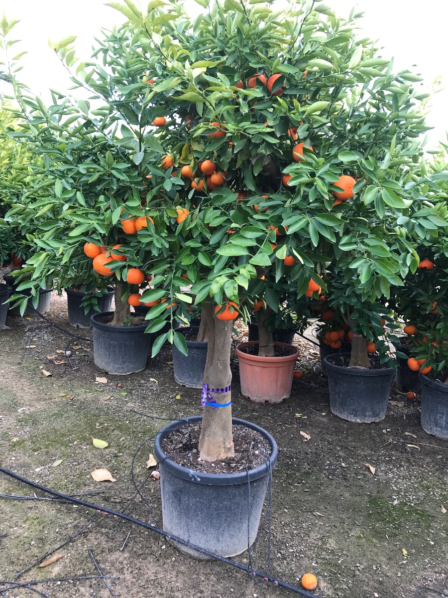 buy Citrus reticulata, sell Citrus reticulata