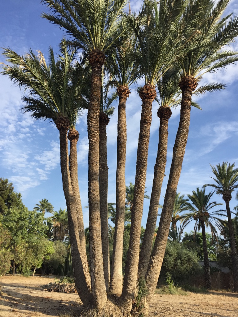 Venta de datileras, venta de palmeras datileras, venta