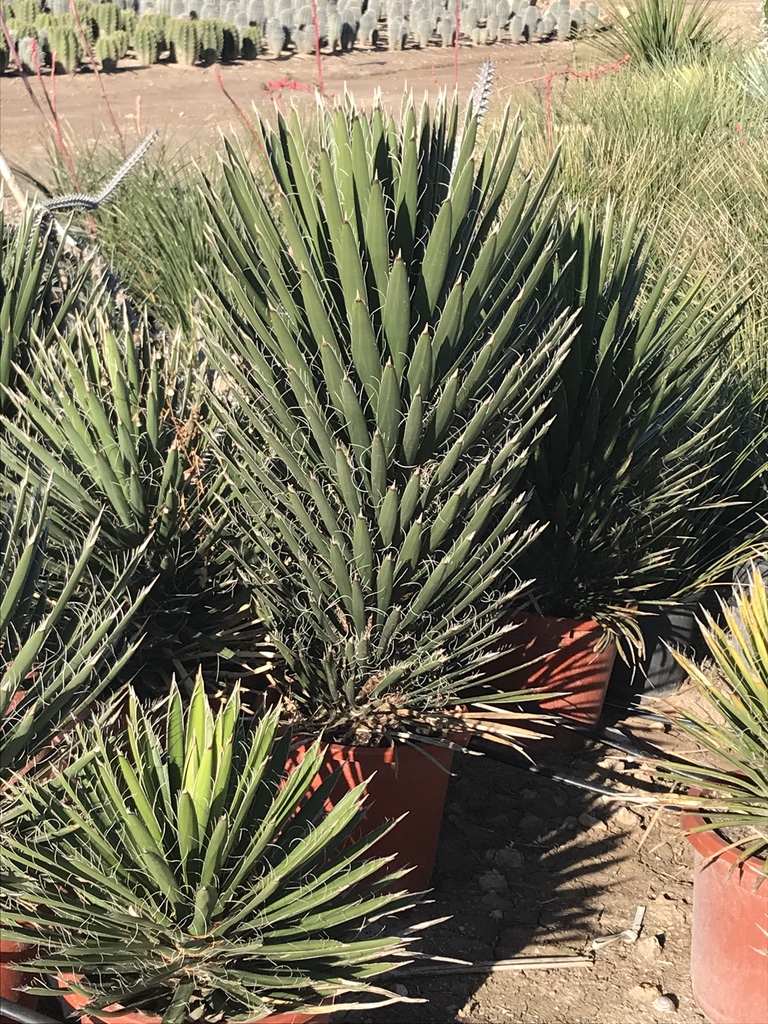 Acheter yucca filifera, vente de yucca filifera, vente