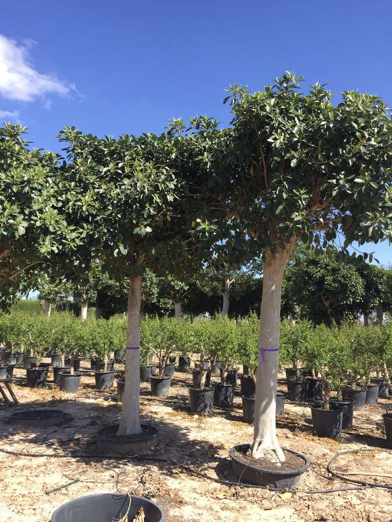 buy ficus australis, buy ficus rubiginosa, sell ficus a