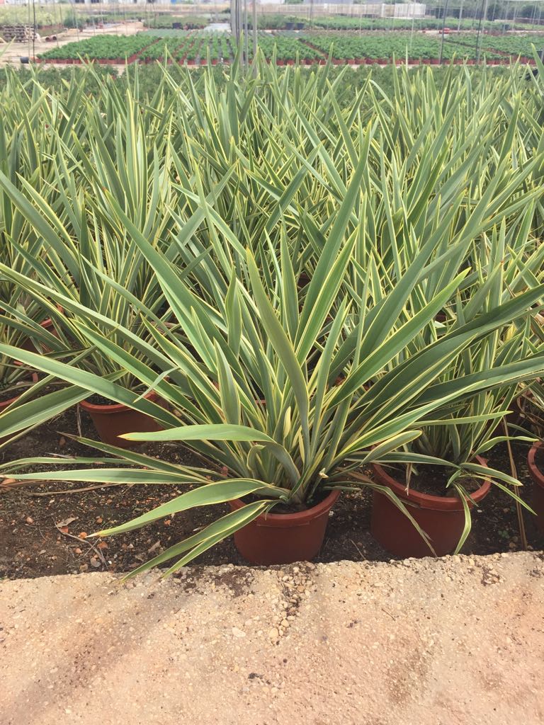 compra phormium tenax variegata, vende phormium tenax v