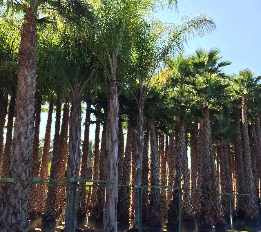 Wholesale supplier of Palm Trees