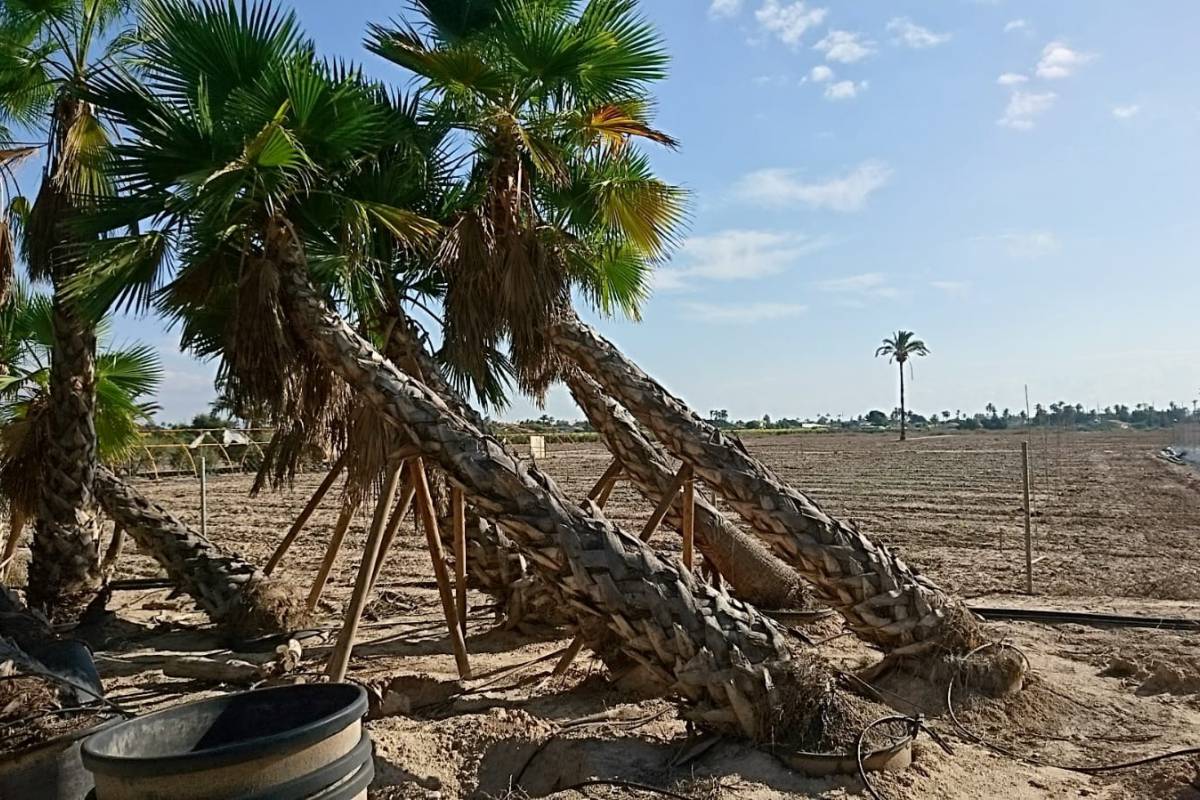 Professional sale of Washingtonia robusta | Wholesale