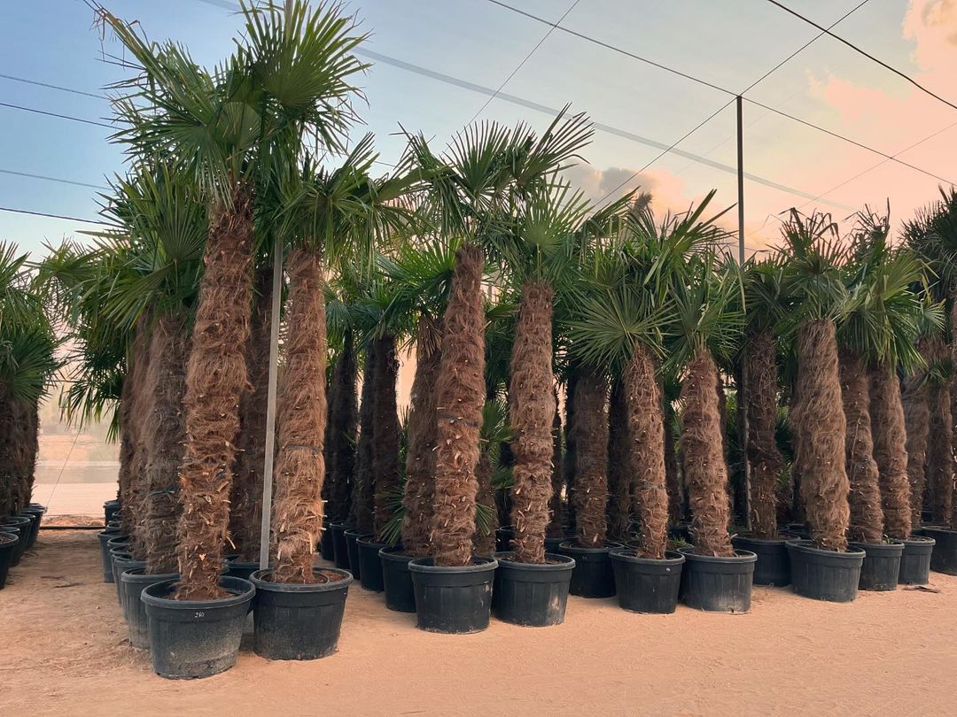 Trachycarpus fortunei al por mayor | Calidad y precio